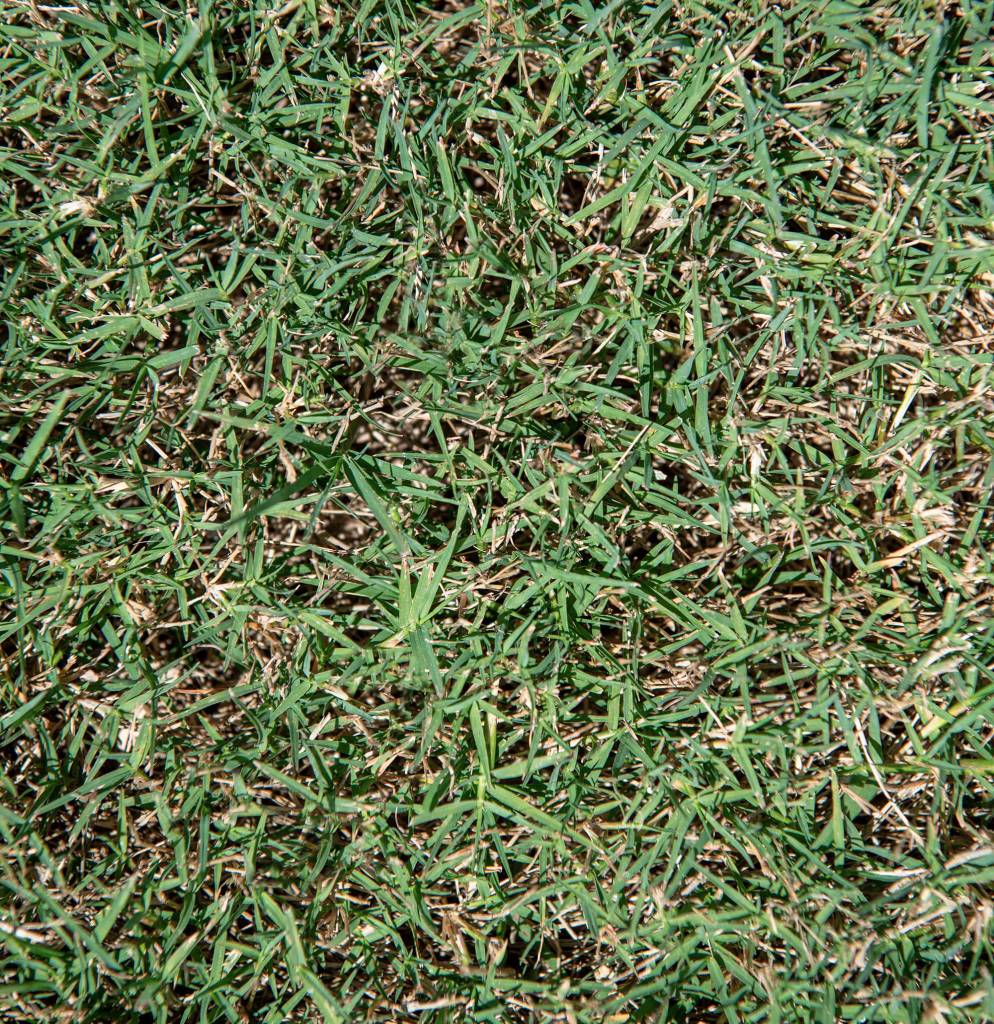 Tifway 419 Bermuda Sod in Arkansas | Poinsett Turfgrass